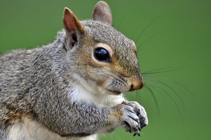 When the Squirrels Get Tough, the Tough Get a Water Wiggle - Aerate