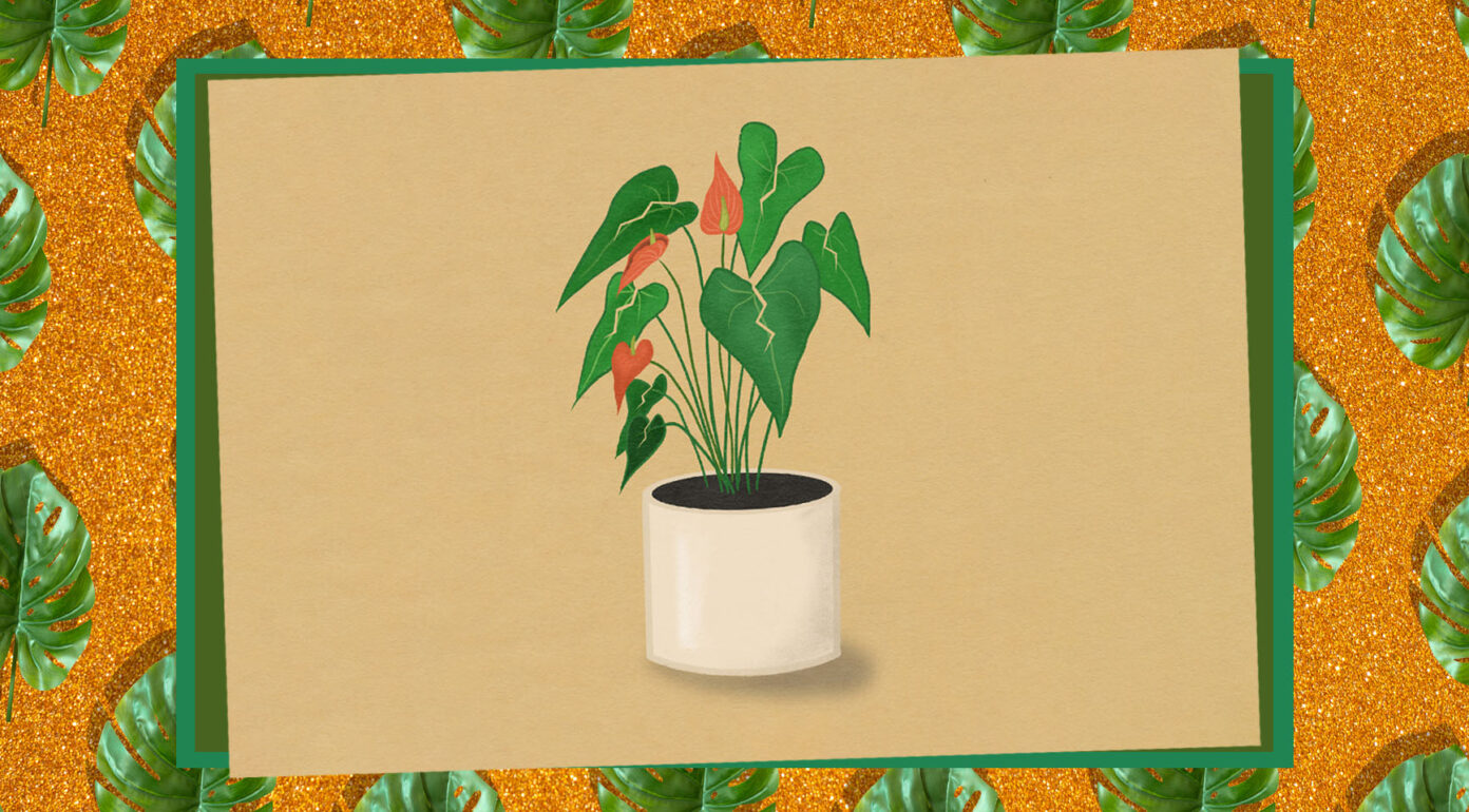 Leaving My Houseplants Was the Break-up That Almost Broke Me | Aerate