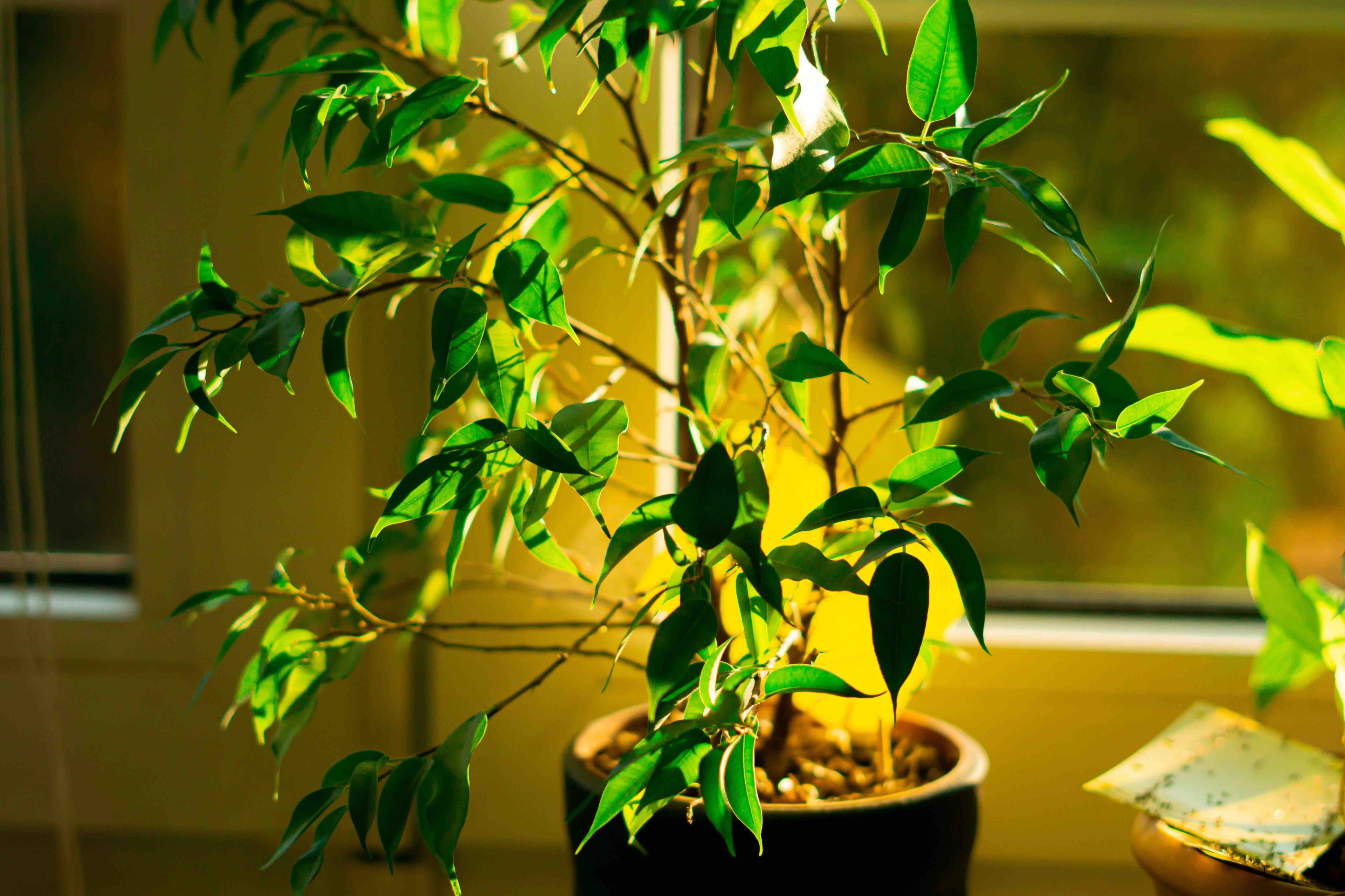Felix at 45: A Trailblazing Ficus Looks Back—and Forward - Aerate